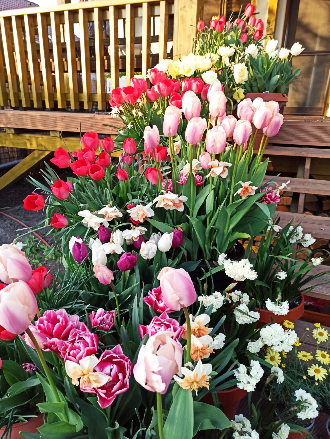 Tulipán ültetési kisokos – amit érdemes tudni a tulipán ültetéséről ...